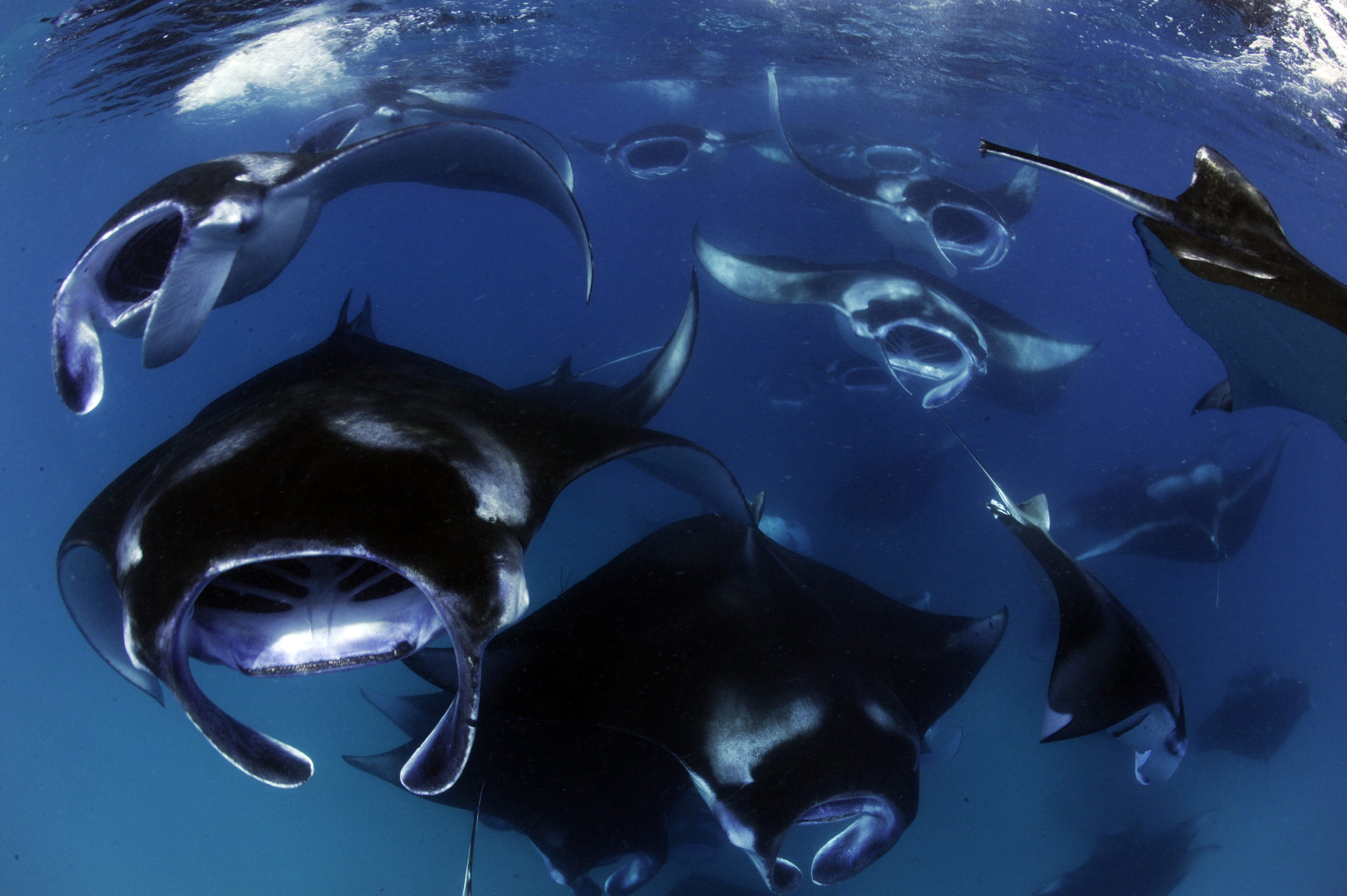 Home - Worldwide Diving Adventures